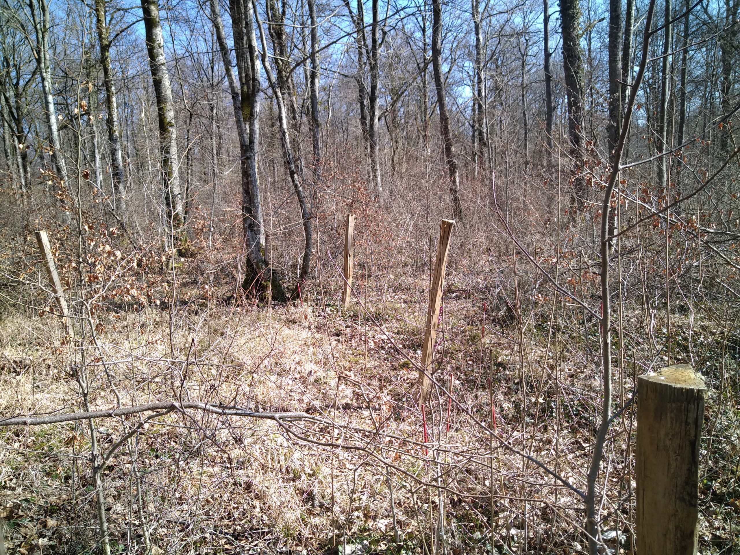 Renouvellement forestier - Forêt Irrégulière École